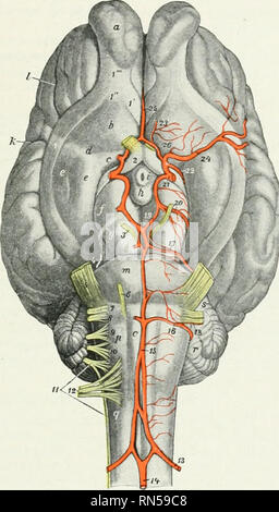 . L'anatomia di animali domestici. Anatomia Veterinaria. Muscoli ...