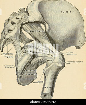 . Anatomia, descrittivo e applicata. Anatomia. Dell'uscita pelvico 441 ...