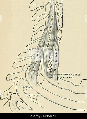. Anatomia, descrittivo e applicata. Anatomia. Succlavio attery Extei ...