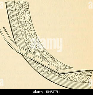 . Anatomia, descrittivo e applicata. Anatomia. Dell'uscita pelvico 441 ...