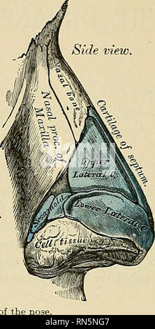 . Anatomia, descrittivo e applicata. Anatomia. Minor omento Pancreas ...