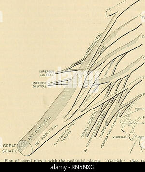 . Anatomia, descrittivo e applicata. Anatomia. Dell'uscita pelvico 441 ...