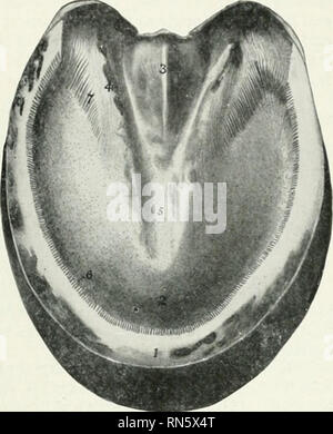 . L'anatomia di animali domestici. Anatomia Veterinaria. Fin. fil6 ...