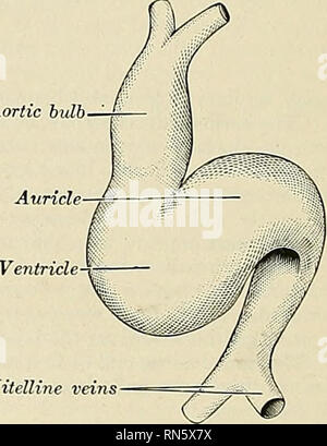 . Anatomia, descrittivo e applicata. Anatomia. Il cuore 561 è ...