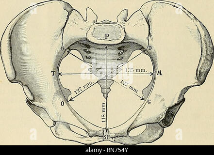 . Anatomia, descrittivo e applicata. Anatomia. Dell'uscita pelvico 441 ...