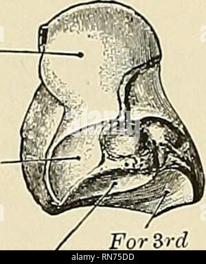 . Anatomia, descrittivo e applicata. Anatomia. Scanalatura per mezzo ...