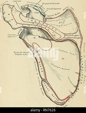 . Anatomia, descrittivo e applicata. Anatomia. L'arteria ascellare 635 ...