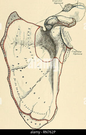 . Anatomia, descrittivo e applicata. Anatomia. L'arteria ascellare 635 ...