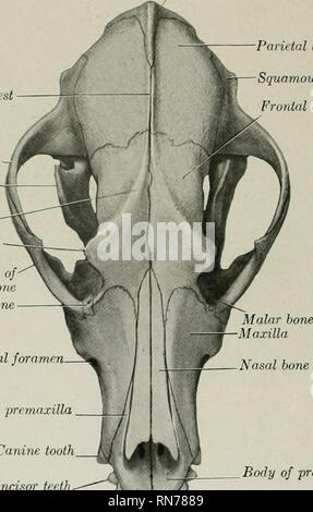 . L'anatomia di animali domestici . Anatomia Veterinaria. Condilo ...