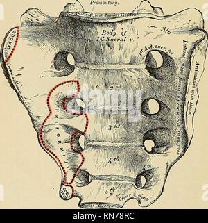 . Anatomia, descrittivo e applicata. Anatomia. Dell'uscita pelvico 441 ...