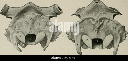 . L'anatomia di animali domestici. Anatomia Veterinaria. 142 lo ...
