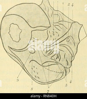 . Anatomischer Anzeiger. Anatomia, comparativo, Anatomia, comparativo ...