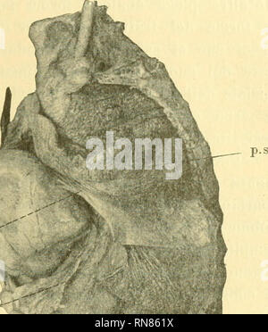 . Anatomischer Anzeiger. Anatomia, comparativo, Anatomia, comparativo ...