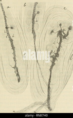 . Anatomischer Anzeiger. Anatomia, comparativo, Anatomia, comparativo ...