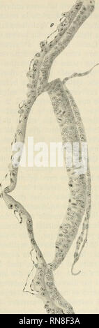 . Anatomischer Anzeiger. Anatomia, comparativo, Anatomia, comparativo ...