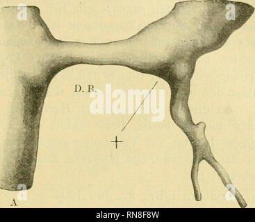 . Anatomischer Anzeiger. Anatomia, comparativo, Anatomia, comparativo ...