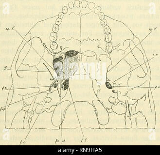 . Anatomischer Anzeiger. Anatomia, comparativo, Anatomia, comparativo ...