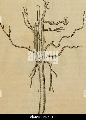 Arteria carotide esterna con rami Foto stock - Alamy