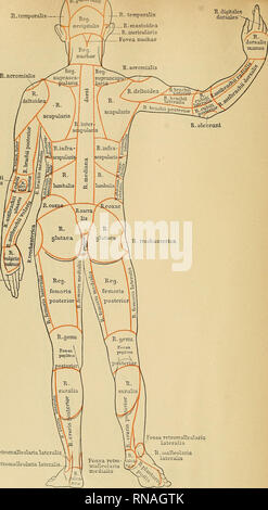 . Terminologia anatomica, con speciale riferimento alla (B N A ...