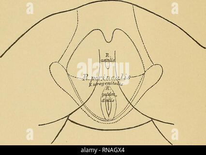 . Terminologia anatomica, con speciale riferimento alla (B N A ...