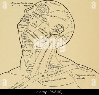 . Terminologia anatomica, con speciale riferimento alla (B N A ...