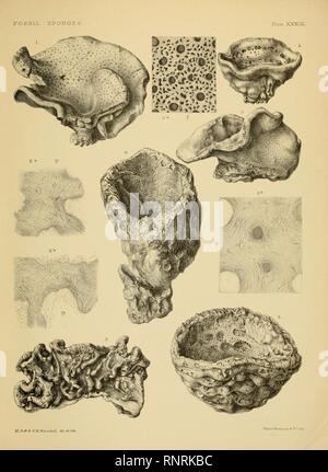 Catalogo delle spugne fossili nel reparto geologico del British Museum ...