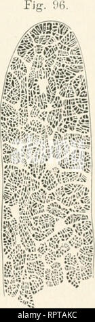 . Allgemeine Biologie. Biologia delle cellule. 96 Viertes Kapitel. Fett ...