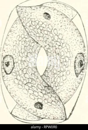 . Allgemeine Biologie. La citologia e istologia. Fig. 303. Fig. 302 ...