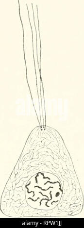 . Allgemeine Biologie. La citologia e istologia. Fig. 303. Fig. 302 ...
