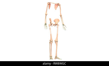 Illustrazione 3D dell'anatomia dello scheletro Appendicolare dello scheletro umano Foto stock ...