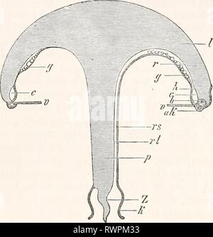 . Anatomia comparata. Anatomia di confronto. Il sistema vascolare 365 ...