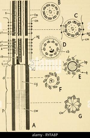 . Elettron-struttura microscopica di protozoi . Text-figura 4. Disegno ...