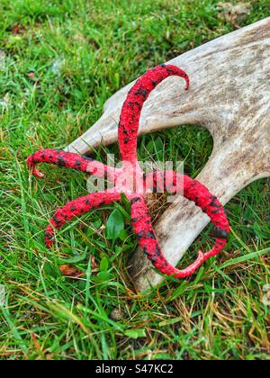 Il fungo delle dita del diavolo (Clathrus archeri) e a volte chiamato ...