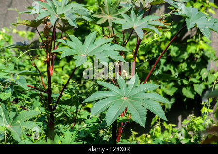 Pianta di olio di ricino, Ricinus communis, fogliame di foglie arbusto ...