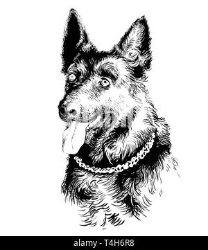 Pastore Tedesco cane vettore di disegno a mano illustrazione in colore ...