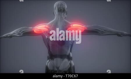 Muscolo deltoide - Visibile anatomia muscolare mappa Foto stock - Alamy