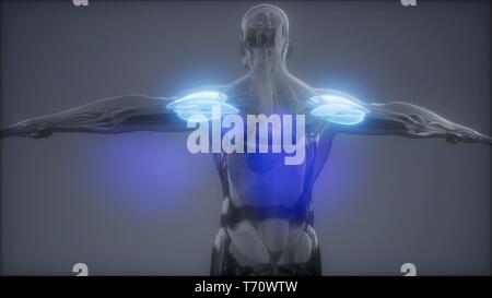 Muscolo deltoide - Visibile anatomia muscolare mappa Foto stock - Alamy