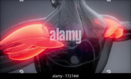 Muscolo deltoide - Visibile anatomia muscolare mappa Foto stock - Alamy