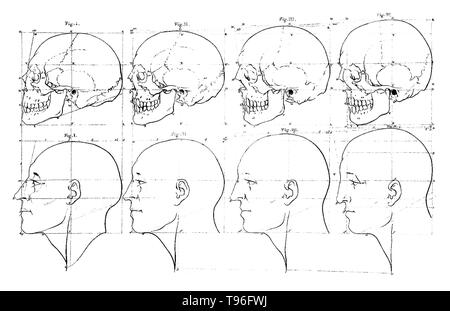 Angolo facciale teoria di Petrus Camper, illustrazione. Anatomista ...