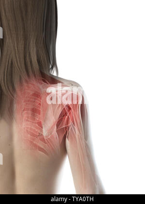 Anatomia umana. Torso schiena, spalle, muscoli. illustrazione 3d Foto ...