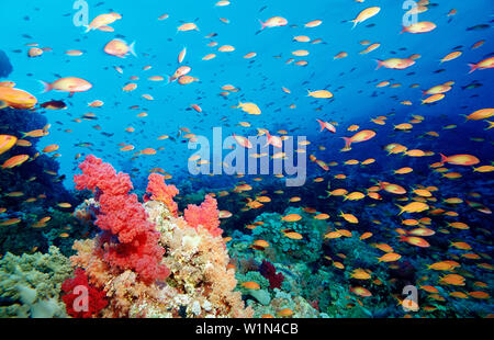 Harem bandiera Basslet e barriera corallina Pseudanthias squamipinnis ...