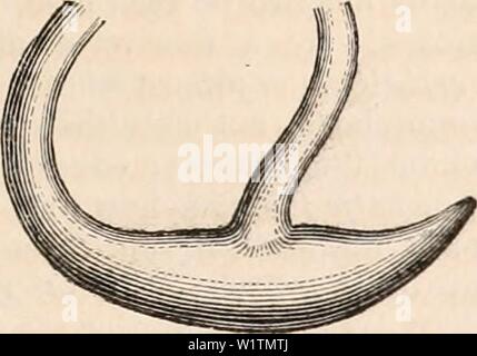 . Anatomia comparata. Anatomia di confronto. Il sistema digestivo 321 ...