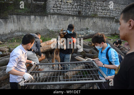 Il cinese per la protezione degli animali e gli attivisti volontari di ...