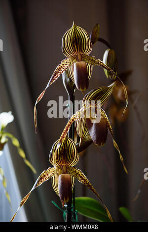 Paphiopedilum orchid Saint Swithin Foto stock - Alamy