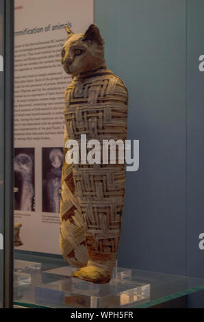 museo egizio della mummia del gatto britannico Foto stock - Alamy