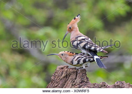 Upupa (Upupa epops) coppia, corteggiamento, maschio, femmina, Toscana ...