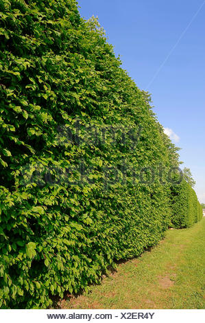 Carpino comune (Carpinus betulus), siepe, Renania settentrionale ...