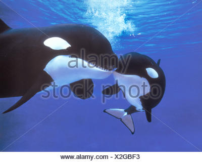 Killer Whale orca Orcinus orca mucca con vitello nelle acque a ovest ...